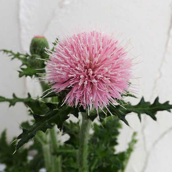 野趣溢れる野あざみの改良種です。暑さにも寒さにも負けず、日当たりのよいところなら土を選ばず育ちます。切り花としてもお勧めです。多年草なので、地植えにすれば翌年もまた開花します。※詳しい商品説明は下のほうに記載があります