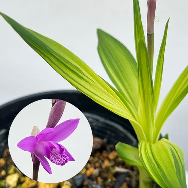 曙斑シランは葉に涼し気な斑が入る品種です。斑の出方には個体差があり、かなり薄い場合もあります。葉が成熟するにつれ緑葉に近くなります。シラン（紫蘭）は、日本原産のランの仲間です。寒さ暑さに比較的強くて育てやすく、上品で美しい多年草で、鉢植えや...