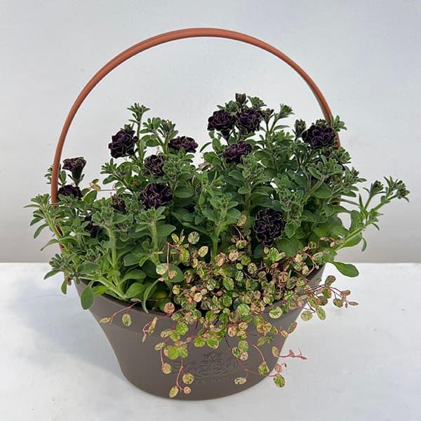 ★入荷から日数が経ったためセール価格となりました。商品の状態は画像と異なる場合があります。★寄せ植えにおすすめの草花と容器のセットです。ポットを外してお手持ちの培養土で植え替えてください。ポットのまま鉢に入れ、寄せ鉢として管理することもでき...