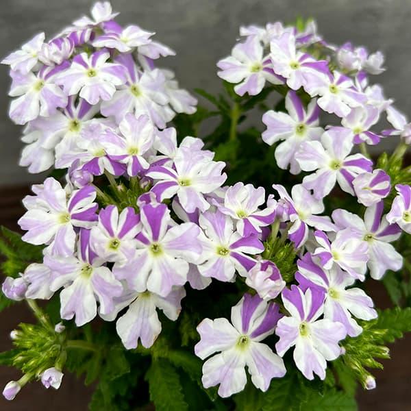 ★切り戻し株のため特価です★★入荷から日数が経ったためセール価格となりました。商品の状態は画像と異なる場合があります。★バーベナ：チェロエスティ―ボ（快晴の青空）は埼玉県・花工房すながさんのオリジナル品種。ライトブルーのストライプ咲きで、花...