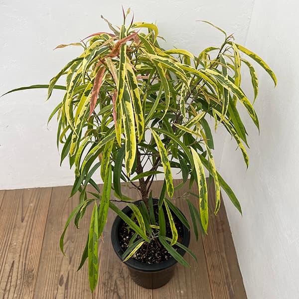 笹の葉に似た細長い葉が枝垂れる感じで密につきます。商品はライム色の斑が入るの葉の品種です。フィカス・アムステルゴールドは「ショウナンゴムノキ（フィカス・ビンネンディキー）」ゴムノキの仲間の観葉植物です。葉色が明るい緑で細長く、枝ごと下に垂れ...