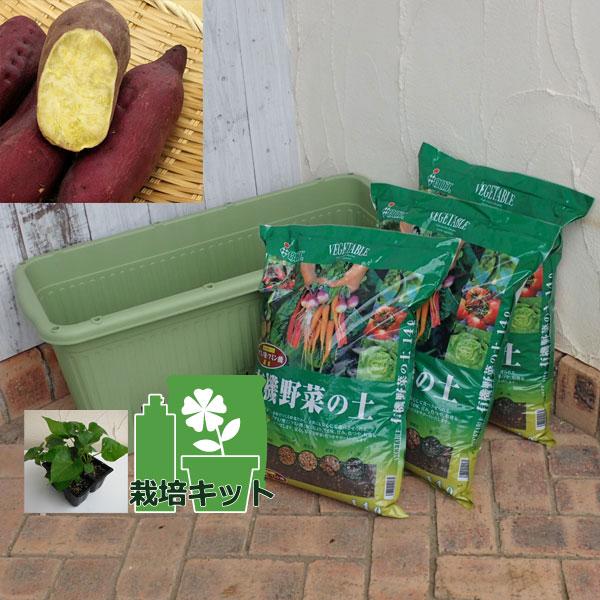 さつまいもプランター栽培セットです。※詳しい商品説明は下のほうに記載があります