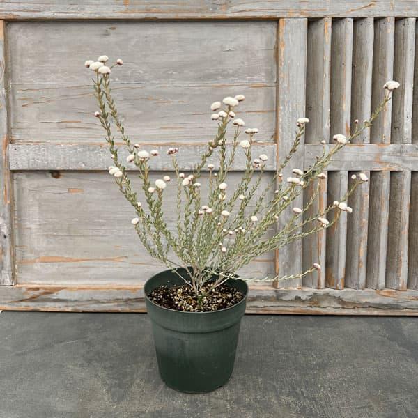 ロックガーデンや寄せ植えに ディクラスティリスは西オーストラリアに分布する常緑低木。一見ハーブのような見た目で、株はシュラブ上に生育し、ラベンダーやサントリナに似た細かなシルバーがかった葉を細い茎にたくさんつけます。春または秋に茎の先端に白...