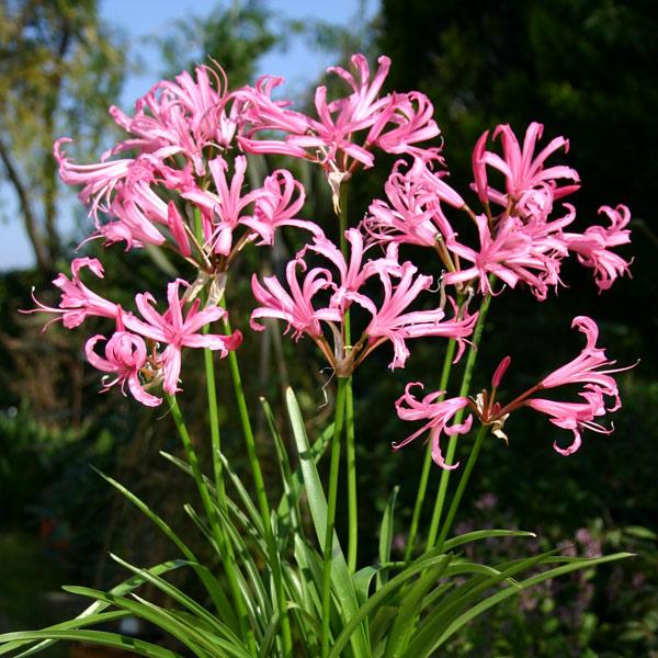 ネリネの春植えタイプで一番ポピュラーなボーデニー。きらきらと金属粉をまぶしたように花弁が輝き、上品な花色で人気です。鉢植えや花壇で、あるいは切花にしてお楽しみください。数年植えっぱなしのほうが花付きの良いタイプです。※詳しい商品説明は下のほ...