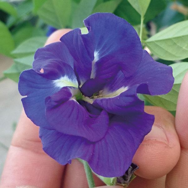 莢は食用 バタフライピーはマメ科のつる性多年草。夏の暑さに強く、次々に生長し花を咲かせます。鮮やかなブルーの花を使ったハーブティーは真っ青のきれいな色になり人気です。沖縄旅行で味わった方も多いのではないでしょうか？この花の成分にはアントシア...