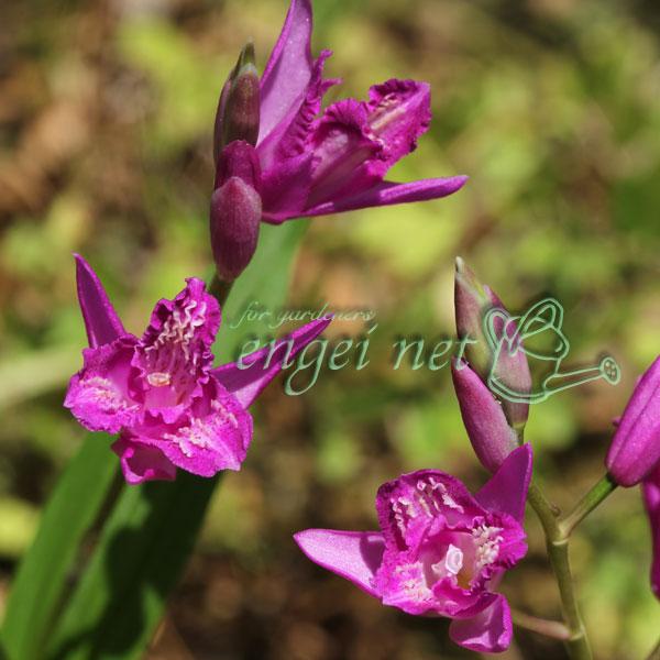 濃い桃色の花を咲かせるシラン「恋桃」です。シラン（紫蘭）は、日本原産のランの仲間です。寒さ暑さに比較的強くて育てやすく、上品で美しい多年草で、鉢植えや和風花壇の縁取りなどに人気です。半日陰でも元気に生育しますので、シェードガーデンの下草とし...