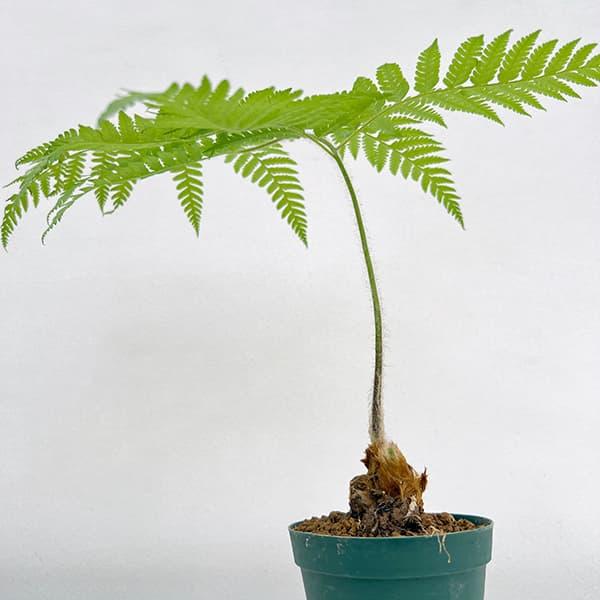 タカワラビは、中国で幸福を運ぶ植物されている植物です。その茶色の毛におおわれた姿から「ゴールデンモンキー（孫悟空）」「ゴールデンチャウチャウ」なんてかわいらしい別名がついてます。多湿を好む植物で、乾燥によわいので茎は常に湿った状態を保つよう...