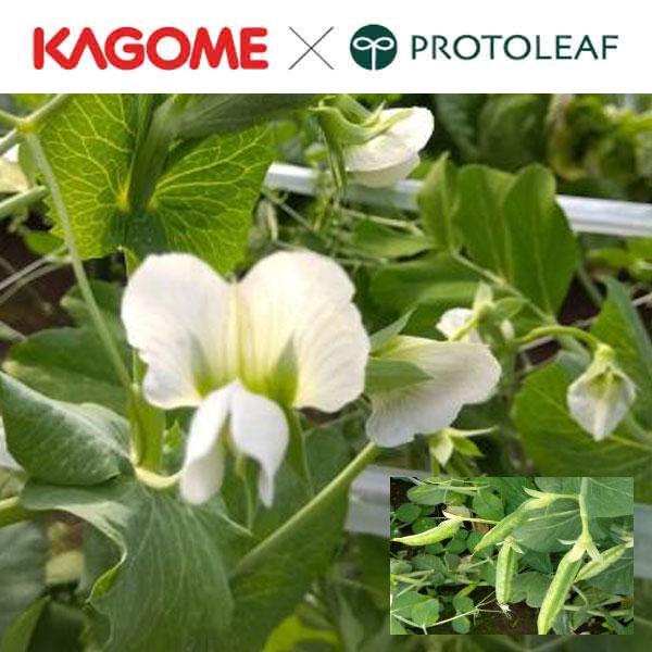 【発売日：2026年08月27日】9月中までに植えれば年内に収穫が楽しめる優れもの。次々に収穫が出来ます。生育が早く、つるがないため、コンパクトに育ちます。実はとても甘い品種です。※詳しい商品説明は下のほうに記載があります
