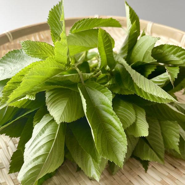 モロヘイヤはエジプトからやってきた栄養価が非常に高い葉野菜。モロヘイヤとはアラビア語で、「王様の野菜」という意味で、カルシウム、ビタミンが豊富です。葉を摘み取り、湯通ししてサラダや天ぷら、刻んで炒め物やスープなどに最適のねばねば野菜です。ぬ...