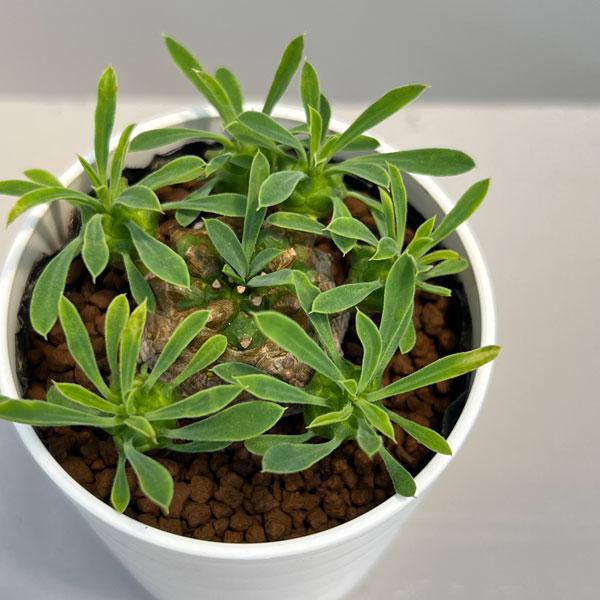 ぽってりぷっくりかわいらしいガビザンです。個性的な草姿のユーフォルビア。お好みの鉢に植え替えてお楽しみください。オブジェのように素敵なインテリアとしても大活躍です！※詳しい商品説明は下のほうに記載があります