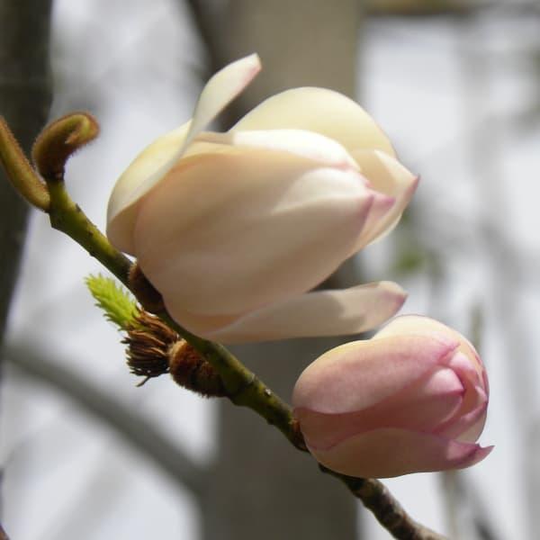 ★入荷から日数が経ったためセール価格となりました。商品の状態は画像と異なる場合があります。★オガタマノキの仲間でヒマラヤ東部からチベット、中国南西部に自生しているミケリア・ドルツォパ（M.doltsopa）とマグノリア・フィーゴ（Magno...