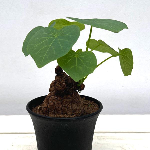 ステファニアスベローサは東南アジア原産の塊根植物（コーデックス）です。根元の巨大な木質状の塊根が特徴的ですが、原産地では薄暗い熱帯雨林の林床などに自生し、根は地中に埋まっています。鉢植えで観賞するものは、根を地上に出して植えてあります。夏に...