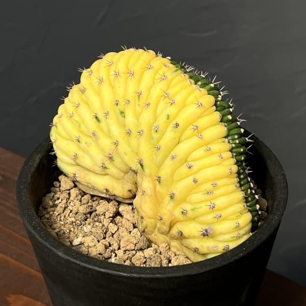 ちょっと珍しいサボテンの仲間。綴化（てっか・モンスト）した品種で、表と裏の色が違う面白い姿をしています。※詳しい商品説明は下のほうに記載があります