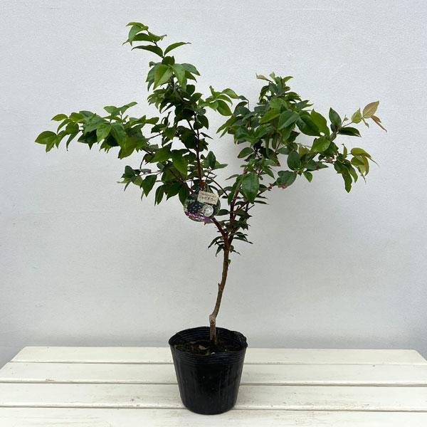 人気の観葉植物・成長するとおいしい実をつけるトロピカルフルーツにも！ つやのある葉が美しく、観葉植物として人気のあるジャボチカバです。木の幹に直接白い花が咲き、ぶどうの巨峰そっくりの直径1cmほどの黒い実が、幹いっぱいに鈴なりになるフトモモ...