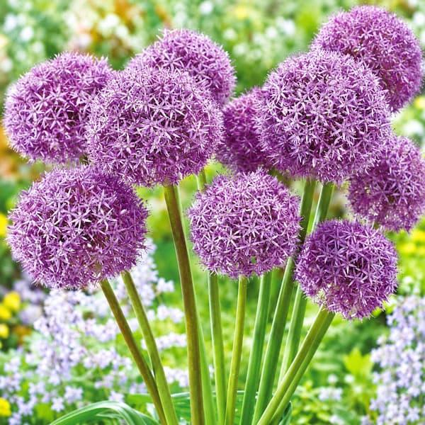 ピンボールウィザードは大輪のアリウム。ボール状の花は小さな小花が無数に開花して形成されています。シルバーピンクの大輪品種ですが、草丈は比較的コンパクトです。※詳しい商品説明は下のほうに記載があります