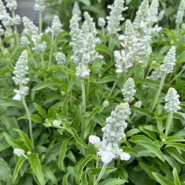 花壇に人気のサルビア。エボリューションは、サカタのタネが開発した、白色の爽やかな花を咲かせるファリナセア種（ブルーサルビアの仲間）の一年草です。草丈45cm程度とコンパクトな草姿で、分枝性＆花付きが非常に良い品種です。花壇植えの群植や寄せ植...