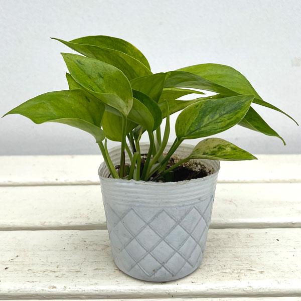 流通量の少ないポトステルノヒミコがいよいよ登場です！丈夫な観葉植物の定番、ポトス。オーソドックスな観葉植物ですが、室内の明るい場所なら元気に育ってつやのある美しい葉を茂らせ、とても管理しやすい品種です。ヒミコはマーブルクイーンから生まれたフ...