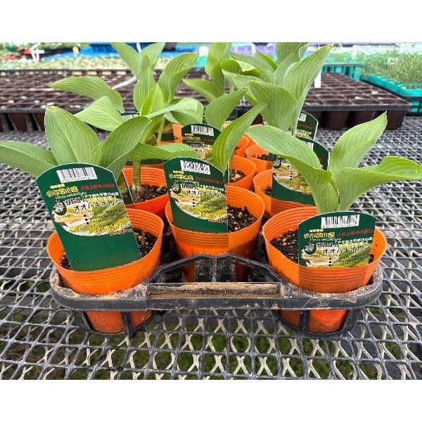 ★入荷から日数が経ったためセール価格となりました。商品の状態は画像と異なる場合があります。★古くから山菜として食べられ、丈夫で株が殖えやすく、早花も美しいので園芸用にも多く取り扱われているギボウシ。春先に葉柄の柔らかい部分を茹でておひたしや...