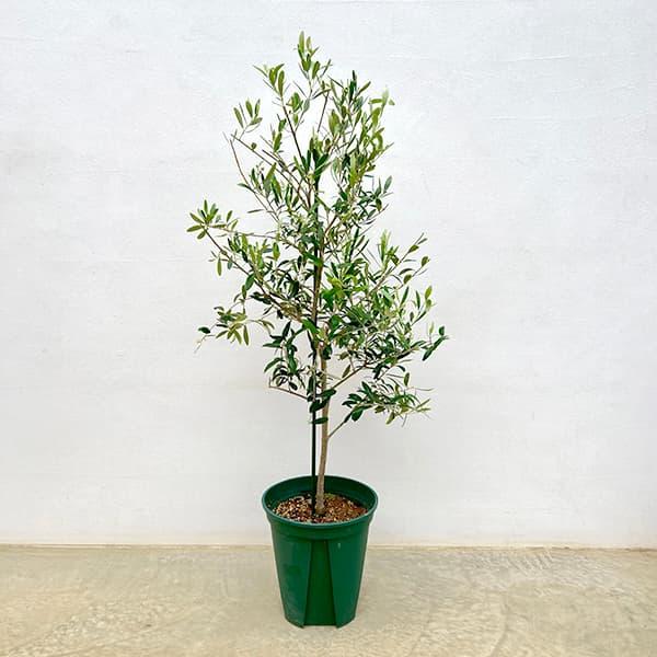 ★入荷から日数が経ったためセール価格となりました。商品の状態は画像と異なる場合があります。★★群馬にある有名なオリーブのナーセリーさん、小倉園さんのオリーブです★オリーブは地中海原産のモクセイ科の常緑中高木。太陽の光と温暖な気候を好みます。...