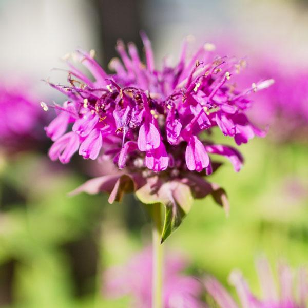 ベルガモットは北アメリカ原産の多年草です。夏から秋に鮮やかな色の花を咲かせ、花壇の花として人気です。葉はほのかにレモンの香りがします。背が高く育ち、地下茎でよく増えます。花は包葉の上に長い筒状の花をつけ、群生してたくさんの花を咲かせます。ア...