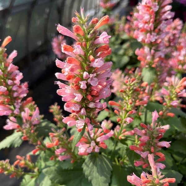 風になびく素朴な風合いの宿根草・夏から秋まで沢山の花が開花します 驚くほど沢山の花を長期間咲かせる、画期的なアガスタチです。ピンクパールは淡いピンクの花とやや濃いローズの蕾がツートンカラーのような素敵な色合いとなり、大きな花帆となり見事な花...