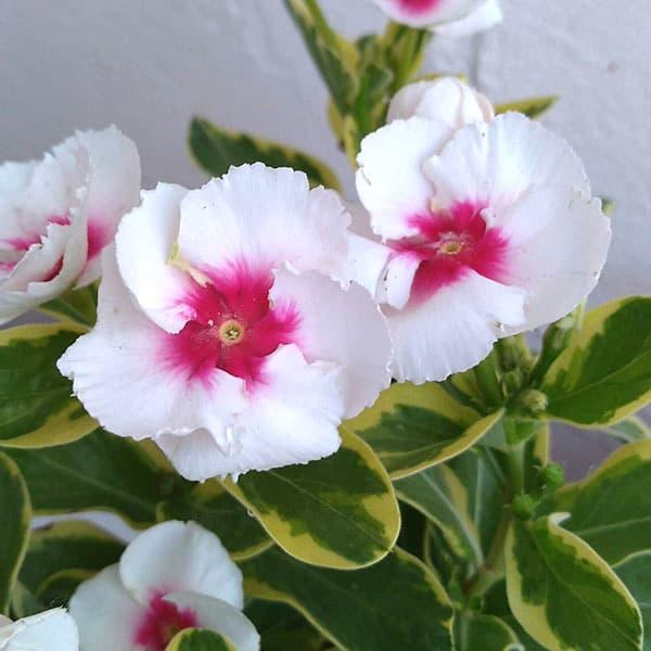 斑入り葉とバイカラーの花が愛らしい日々草 ★入荷から日数が経ったためセール価格となりました。商品の状態は画像と異なる場合があります。★ミキバリエガータは、斑入り葉とカップ状の花が特徴の品種です。人気品種「ミキ」から生まれた黄外斑品種です。花...