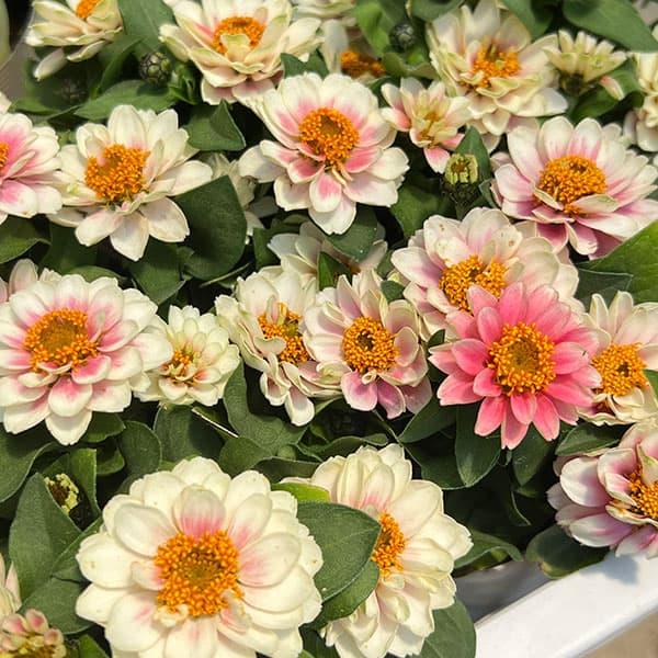 花壇、鉢植えに最適 ベリーズダブルは、暑さや乾燥に強いハイブリッドジニアのシリーズで、セミダブル（半八重）咲き品種です。従来種に比べ草丈が低く分枝性に優れ多花性、鉢植え栽培でもこんもりと形よくまとります。花首も短く、暑い時期でも伸び上がらず...