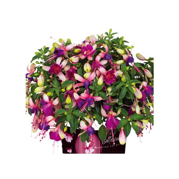 ホクシア・バレリーナシリーズはコンパクトな株にたくさんの枝を出し、次々と花を咲かせるフクシア。草丈30cmほどで、丈夫で育てやすい品種です。ホクシアは熱帯アメリカ原産の多年草（常緑低木）。たくさんの枝を出し、その先端にバレリーナのチュチュの...