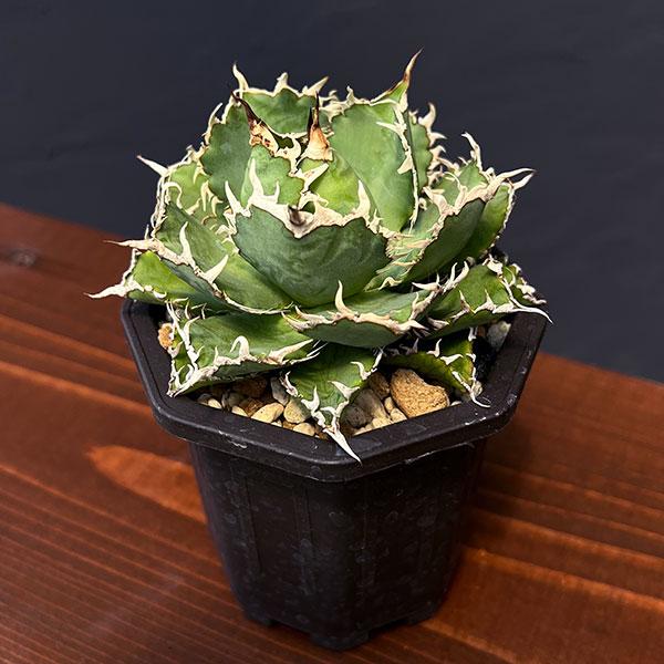 ★入荷から日数が経ったためセール価格となりました。商品の状態は画像と異なる場合があります。★アガベフィリグリーは広く丸みを帯びよく詰まった葉と、たくさんの細くてうねった鋸歯が特徴のアガベです。あまり大きくならない小型の品種です。※詳しい商品...