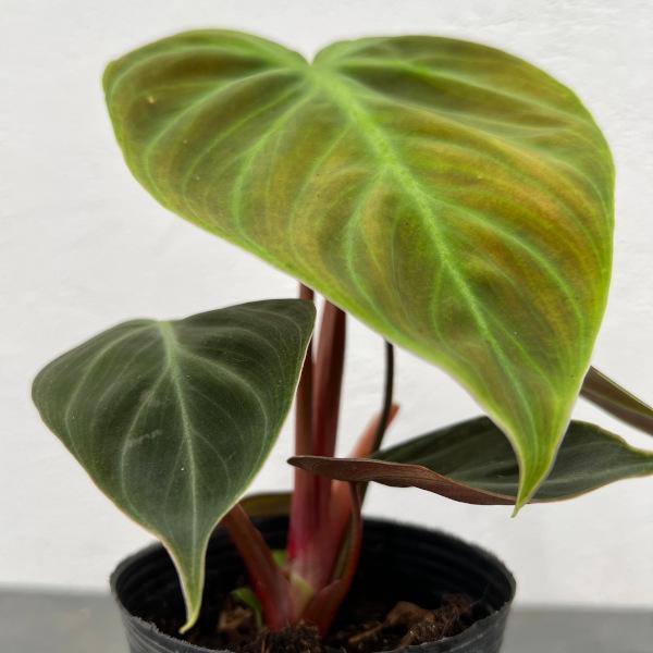 ベルベット調のかわいいハートリーフの品種です。在感のある観葉植物として人気です。耐陰性があり、直射日光を嫌うので、年間を通して室内で管理できます。寒さに弱いので冬は暖房の部屋で管理してください。※詳しい商品説明は下のほうに記載があります
