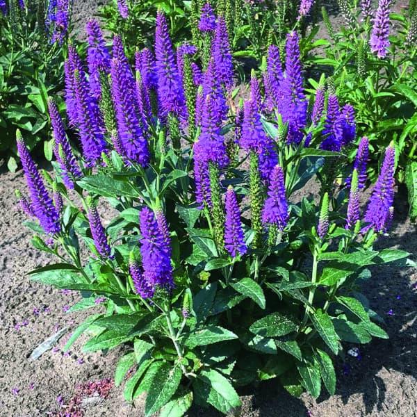 宿根草 ★入荷から日数が経ったためセール価格となりました。商品の状態は画像と異なる場合があります。★キャンドルシリーズはコンパクトな草姿に美しいパープルの花穂を立ち上げる気品あるベロニカです。株のまとまりが良く、多花性で開花期も長く、花壇や...