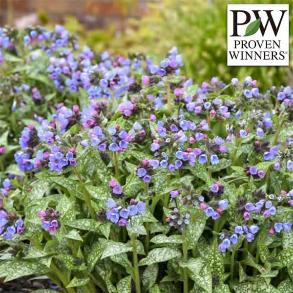 PWペレニアル 2025秋登場 ピンクアブルーはピンクからブルーへ、魔法のような花色変化をするプルモナリア！ピンクの蕾が花開くとブルーになり、一株でツートンカラーを楽しめます。深緑の葉には霜降りのようなシルバースポットの斑が入り、印象的なカ...