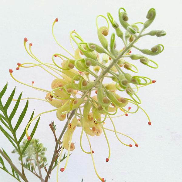 オージープランツ グレヴィレア属は主にオーストラリアに250種が分布する常緑低木です。花の形と葉の切れ込みに特徴があり、非常に美しい花が咲きます。ピーチアンドクリームは四季咲性を持ち、深く切れ込んだ形の葉とクリーム色で咲き始め、次第に桃色に...