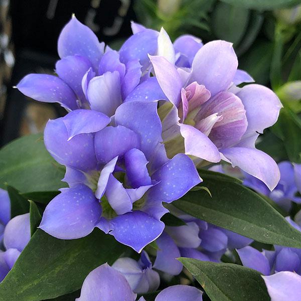 爽やかなラベンダーブルーの花 アシロ（安代）リンドウは岩手県八幡平市安代地区で作られた美しいリンドウのシリーズです。丈夫さとエゾリンドウ系の色鮮やかさをもつ交配種種です。花色が大変美しく多花性で、たいへん花持ちの良い品種です。アシロブーケは...