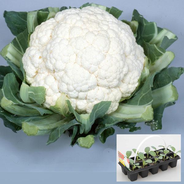 【発売日：2026年08月27日】緻密で純白、ボリューム感のある花蕾が特徴のカリフラワーです。※詳しい商品説明は下のほうに記載があります