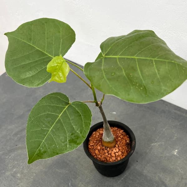 ボンバックスは中米、インドなどに分布する灌木で、グアテマラの国樹として知られています。性質はパキラに似ていますが、葉が幅広で根元の茎が肥大して塊根状になります。年数を経ると茎の下部が木質化して味わいのある姿になります。冬に葉を落としますが、...