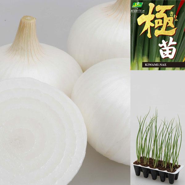 【発売日：2026年10月22日】驚きの活着力！カネコ種苗（株）とねぎびとカンパニー（株）が共同開発した、今までの常識を覆す玉ネギ苗です。水切り技術を用いたプラグ苗で驚きの活着力を実現。束苗に比べ根つきが抜群によいので、圧倒的に収穫率が高く...