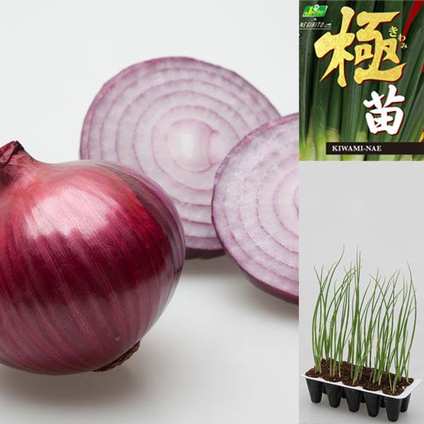 【発売日：2026年10月22日】驚きの活着力！カネコ種苗（株）とねぎびとカンパニー（株）が共同開発した、今までの常識を覆す玉ネギ苗です。水切り技術を用いたプラグ苗で驚きの活着力を実現。束苗に比べ根つきが抜群によいので、圧倒的に収穫率が高く...