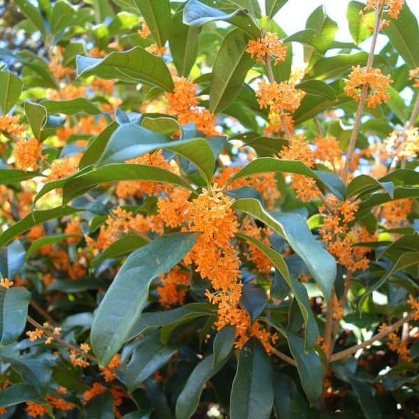 ★花芽付き予定株となります★開花期に強い芳香を漂わせ、庭木として愛される花木です。大型の鉢植えでも栽培できます。常緑性なので生垣にも適しています。花は中国茶に入れてキンモクセイ茶としても楽しめます。縁起木として植えられることも多く、特に結婚...