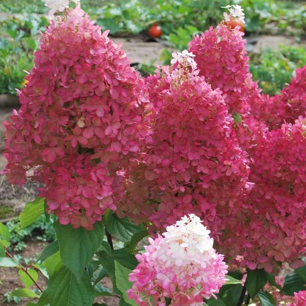 ノリウツギはアジサイの仲間。初夏からつぎつぎと花が上がり、開花期が長くお庭におすすめの潅木です。プチフローリーはオランダから導入された新しいノリウツギで開花時期が早く、5月末には花芽が揃いその3週間後には大きな円錐状の花をたくさん咲かせます...