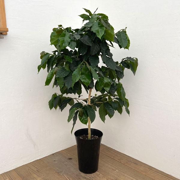 濃い緑の葉がさわやかで、自然樹形が美しく、観葉植物として好まれています。白い花や赤く色づいた実も楽しめ、コーヒーがお好きな方なら自家焙煎にチャレンジしてみる楽しみもあります。※詳しい商品説明は下のほうに記載があります