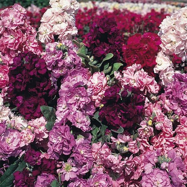 種　タネ　素晴らしく香りの高い花を咲かせるストックの花色ミックス種です。株はとても小型でよく枝が広がり、短めの花穂を伸ばします。花色はピンク、紫、赤、シルバーブルー、ホワイトなどです。※詳しい商品説明は下のほうに記載があります