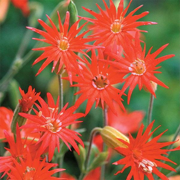 種　タネ　育てやすく、とても魅力的な品種です。明るい赤色で、星のような花を細い枝に咲かせます。長期間花を咲かせ続けます。※詳しい商品説明は下のほうに記載があります