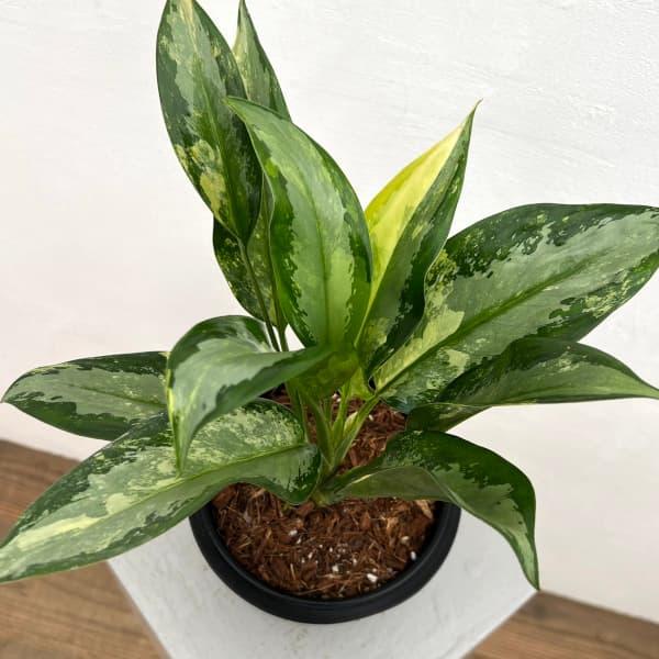 ★入荷から日数が経ったためセール価格となりました。商品の状態は画像と異なる場合があります。★★現品販売★アグラオネマ、サンセベリアの育種家さんとして世界的に有名なタイのアンヤマニーガーデンさんのオリジナルハイブリッド品種です。タイの国際空港...