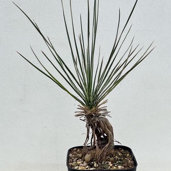 ★入荷から日数が経ったためセール価格となりました。商品の状態は画像と異なる場合があります。★珍しいユッカの根上がり仕立てです。エラータは、シルバーがかった葉に糸状のフィラメントが出る、独特の姿を持つ美しいユッカ。流通量が少ない希少な品種です...