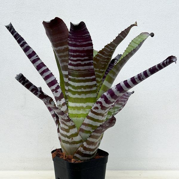 ★入荷から日数が経ったためセール価格となりました。商品の状態は画像と異なる場合があります。★★現品販売★エクメアの人気品種、くっきりとしたゼブラカラーの美しい個性的なチャンティニ　ブラックセレクトです。インテリア性も高く美しいエクメアです。...