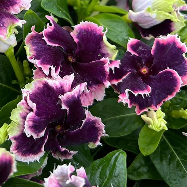 北島園芸さんオリジナルのニチニチソウです。深みのある花色のフリンジ花弁の品種です。環境により咲き方や色の入り方に違いがでます。※詳しい商品説明は下のほうに記載があります