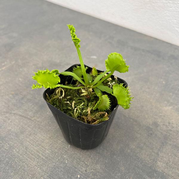 ダンプリングは、くしゃくしゃと縮れ波打つような鋸歯がかなりユニークな品種です。葉は長さ2〜12cmで、葉が地面をはうようにロゼット状に広がります。日光が十分に当たれば、葉の内側表面が美しい赤色になります。ぱっくり割れて、口のように見える葉で...