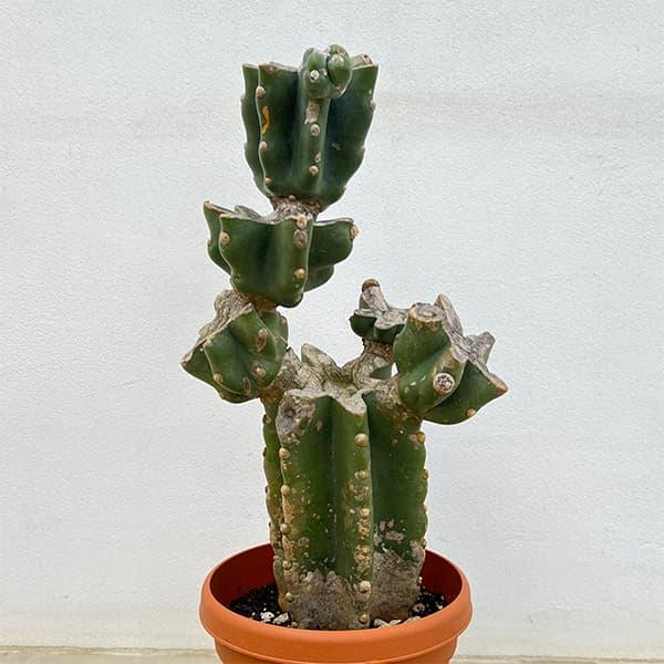 ★入荷から日数が経ったためセール価格となりました。商品の状態は画像と異なる場合があります。★沖縄の空の下、力強く育った人気の柱サボテンのブランチ仕立てです！思い切りよく枝をカットし、わき芽を吹かせた独特の姿が魅力です。重量感があり、迫力満点...