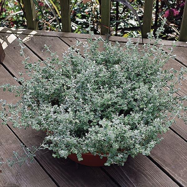 ★入荷から日数が経ったためセール価格となりました。商品の状態は画像と異なる場合があります。★ひとつのポットの中の株を分けて植えることができる分割シリーズ！寄せ植えに使う時には分けて使うととても便利です。もちろん分けずにそのまま植えることもで...